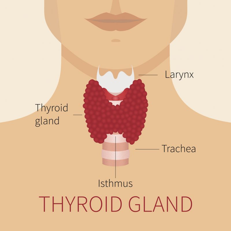The Thyroid Gland Queensland Health